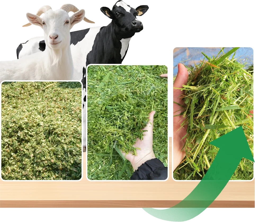 What Is the Ideal Chop Length for Forage - Kawise